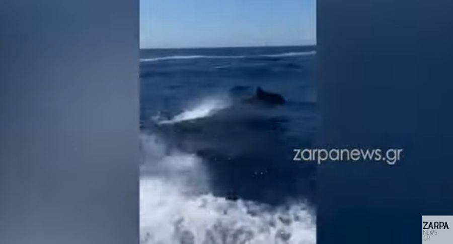 Κρήτη: Δελφίνια “παίζουν” δίπλα σε σκάφος στα ανοιχτά της Γραμβούσας ...