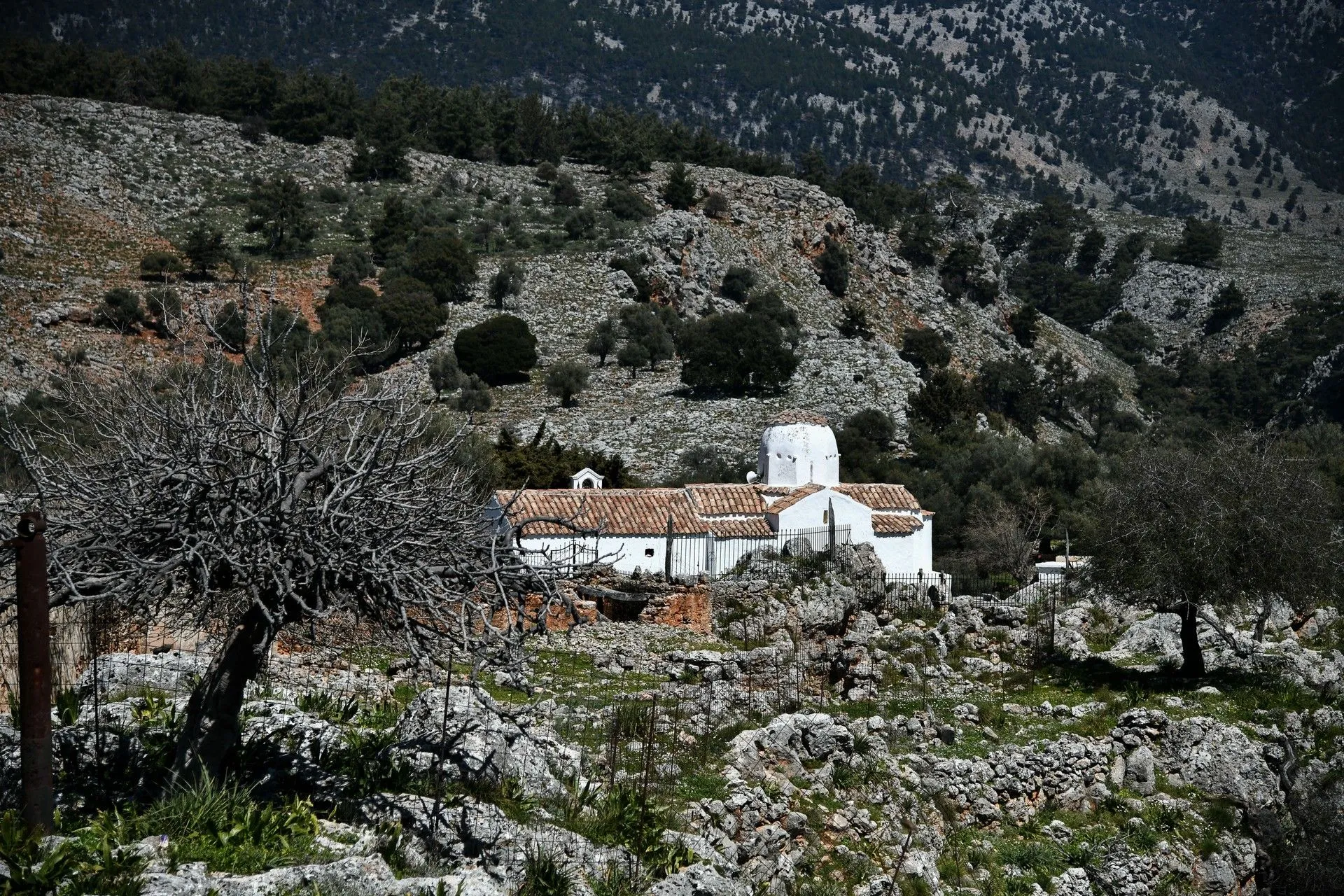 “ΑΓΡΙΑ ΚΡΗΤΗ”, ΟΜΕΡΤΑ ΚΑΙ ΤΟ ΦΟΝΙΚΟ ΣΤΑ ΒΟΡΙΖΙΑ - Polis Media
